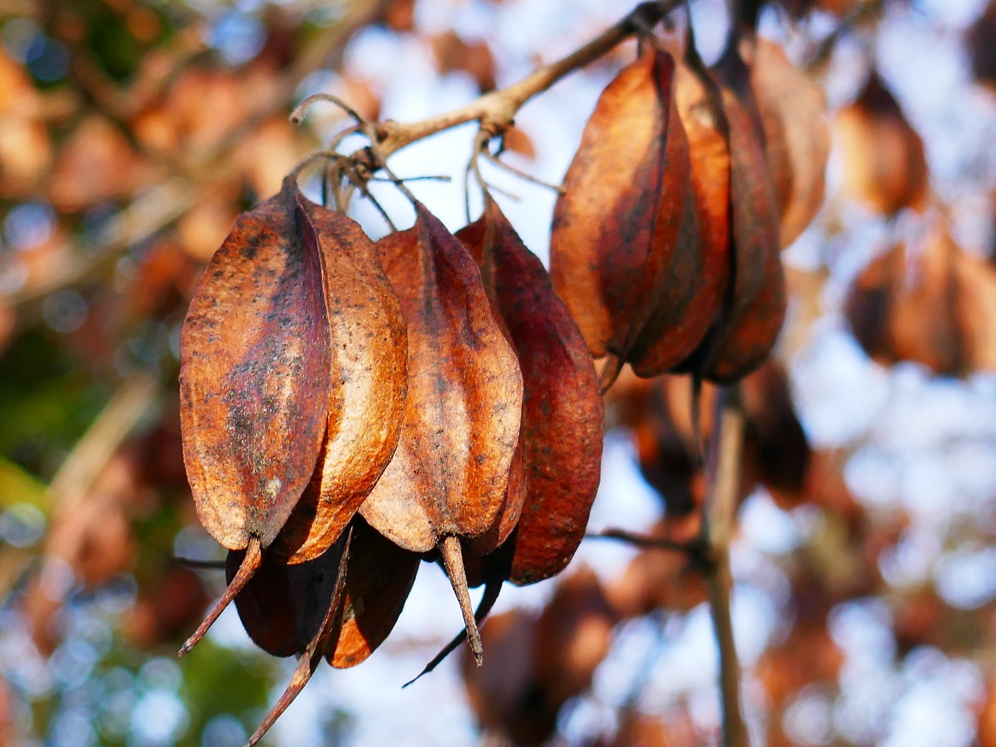 Wer erkennt anhand der Früchte den Baum, der... - Essen-Ruhr
