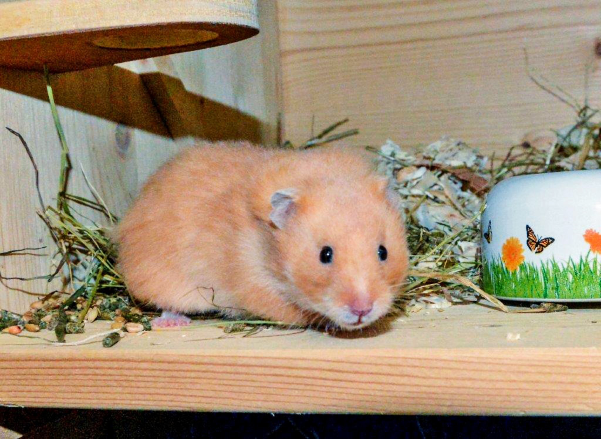 Zuhause gesucht: Entdecker "Hamsti" wünscht sich ein neues Reich ...