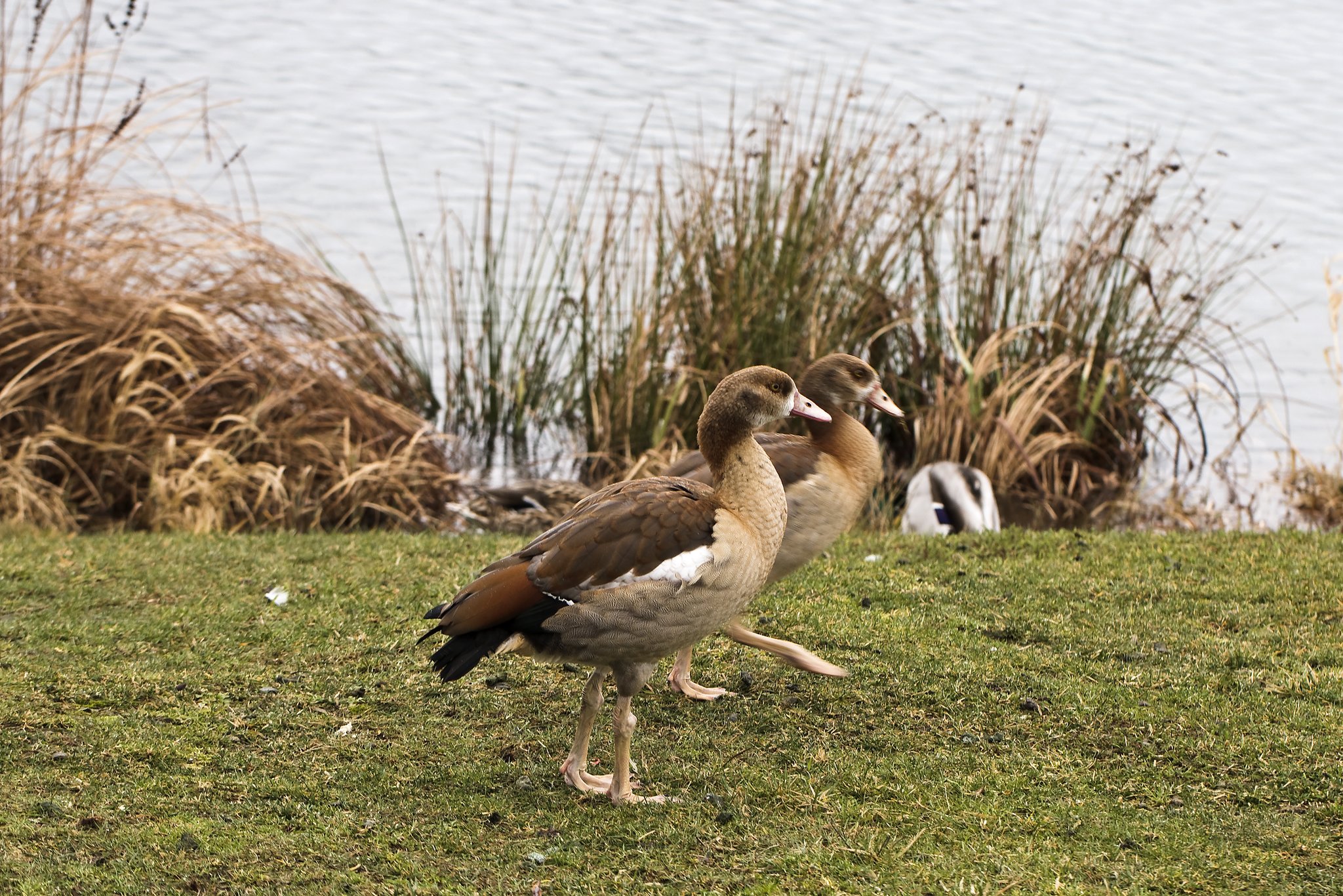 Nilgänse... - Essen-West