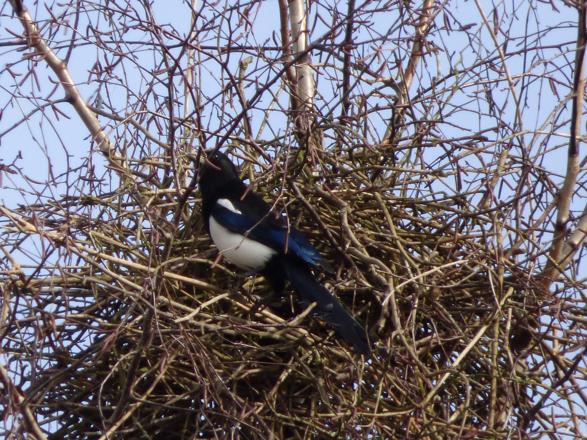 es ist Frühling- die Elstern bauen sich ihr Nest - Fröndenberg/Ruhr