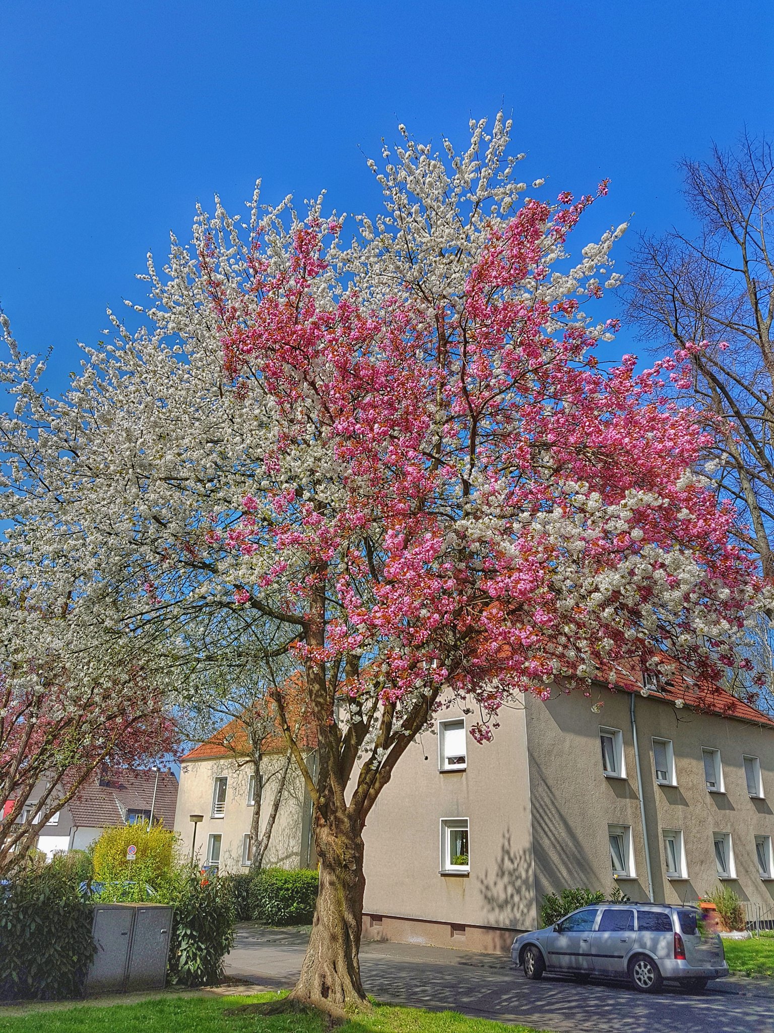 Kirschblütenbaum in 2 Farben - Hattingen