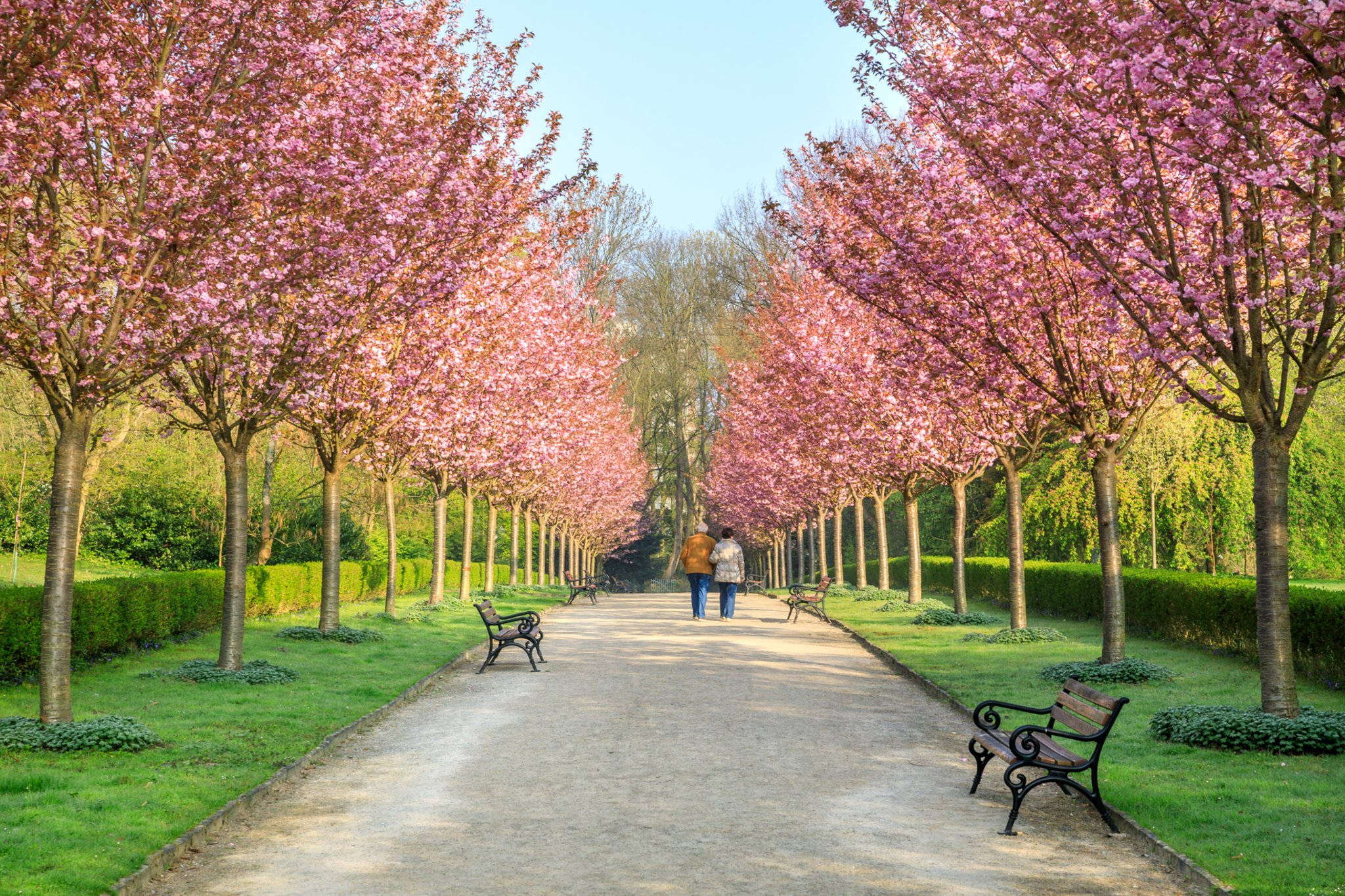 Kirschblütenpracht im Rombergpark - Kamen