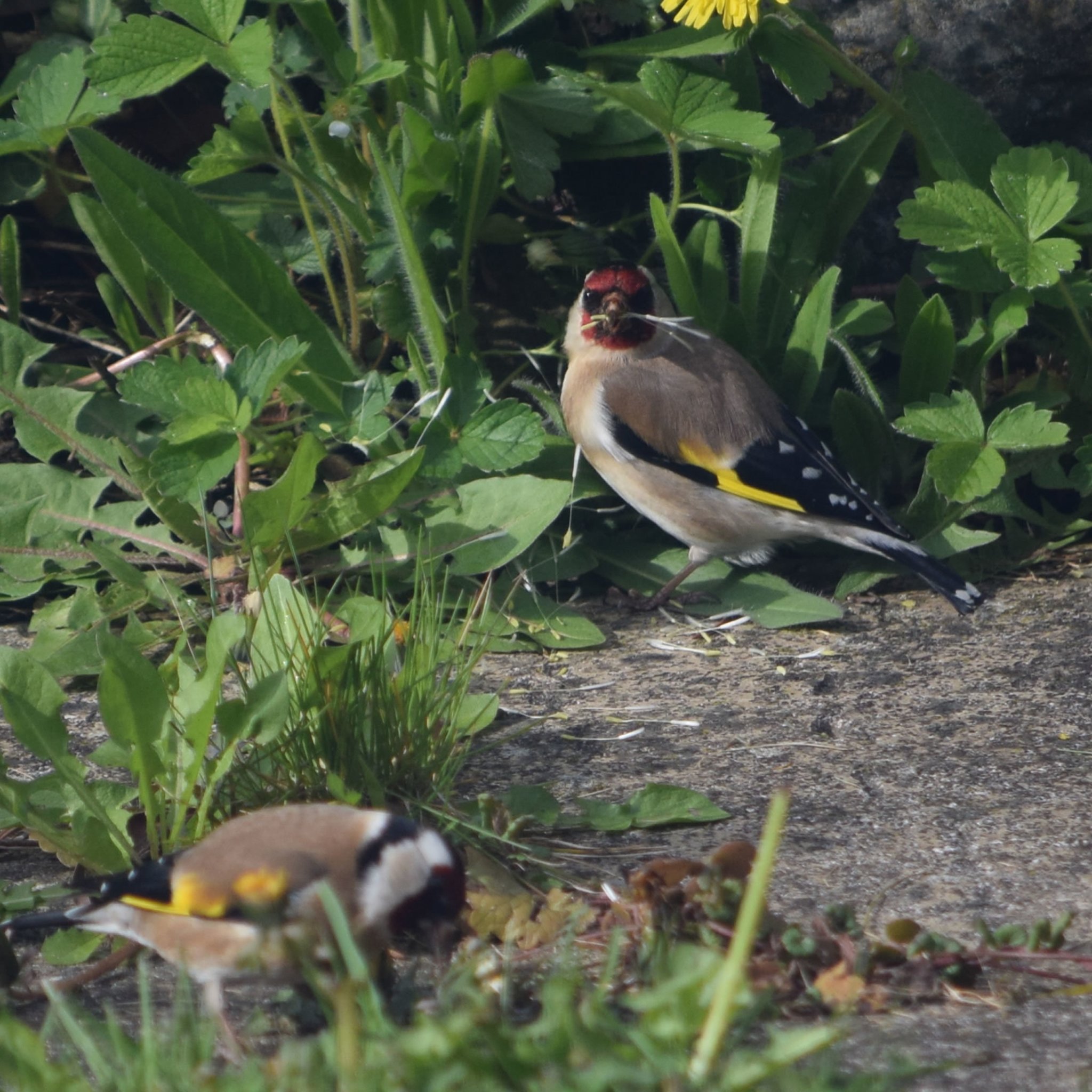 Ein Stieglitz / Distelfink-Pärchen (Carduelis carduelis) - Arnsberg