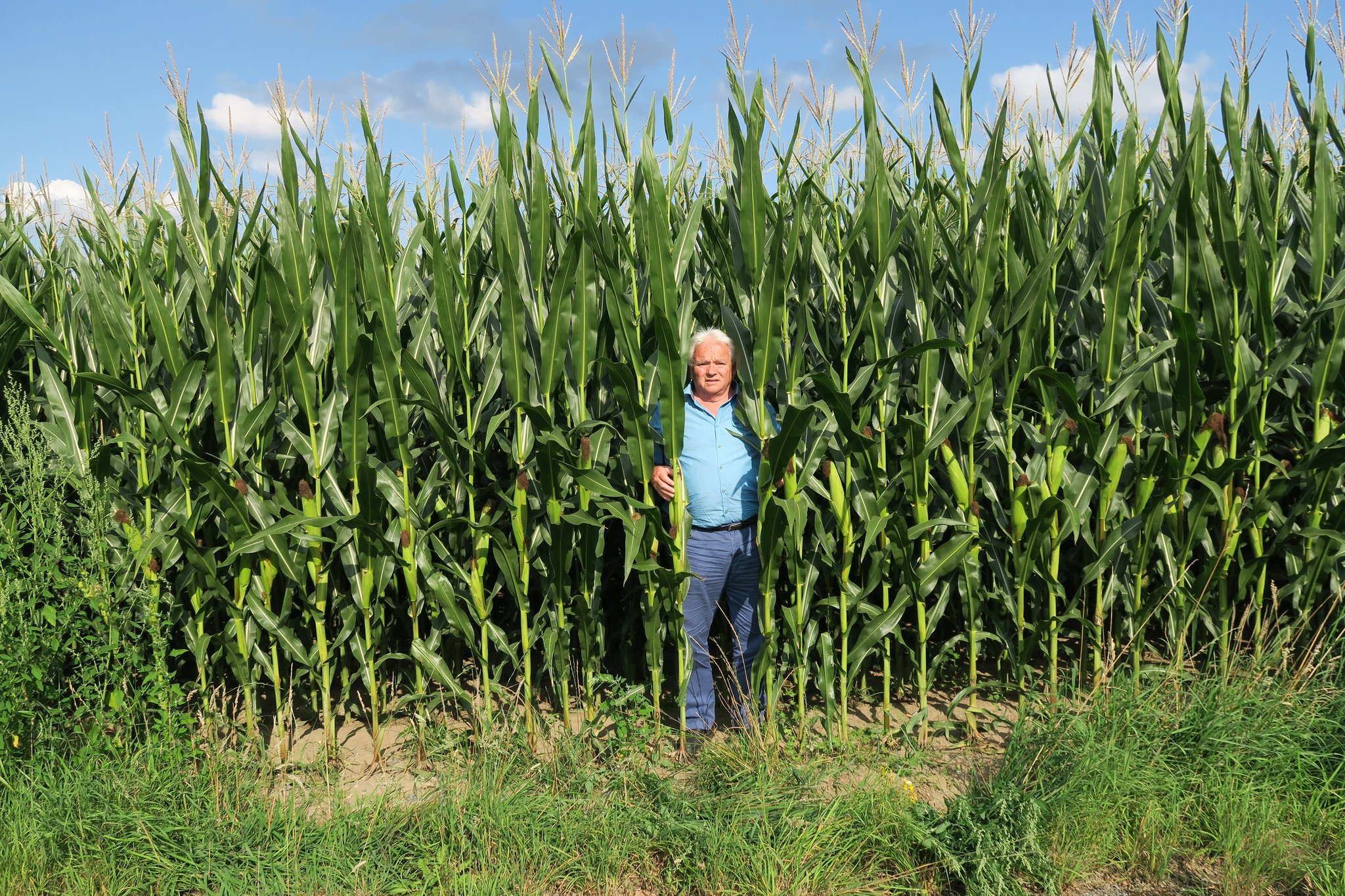 Der Mais-Wald - Bedburg-Hau