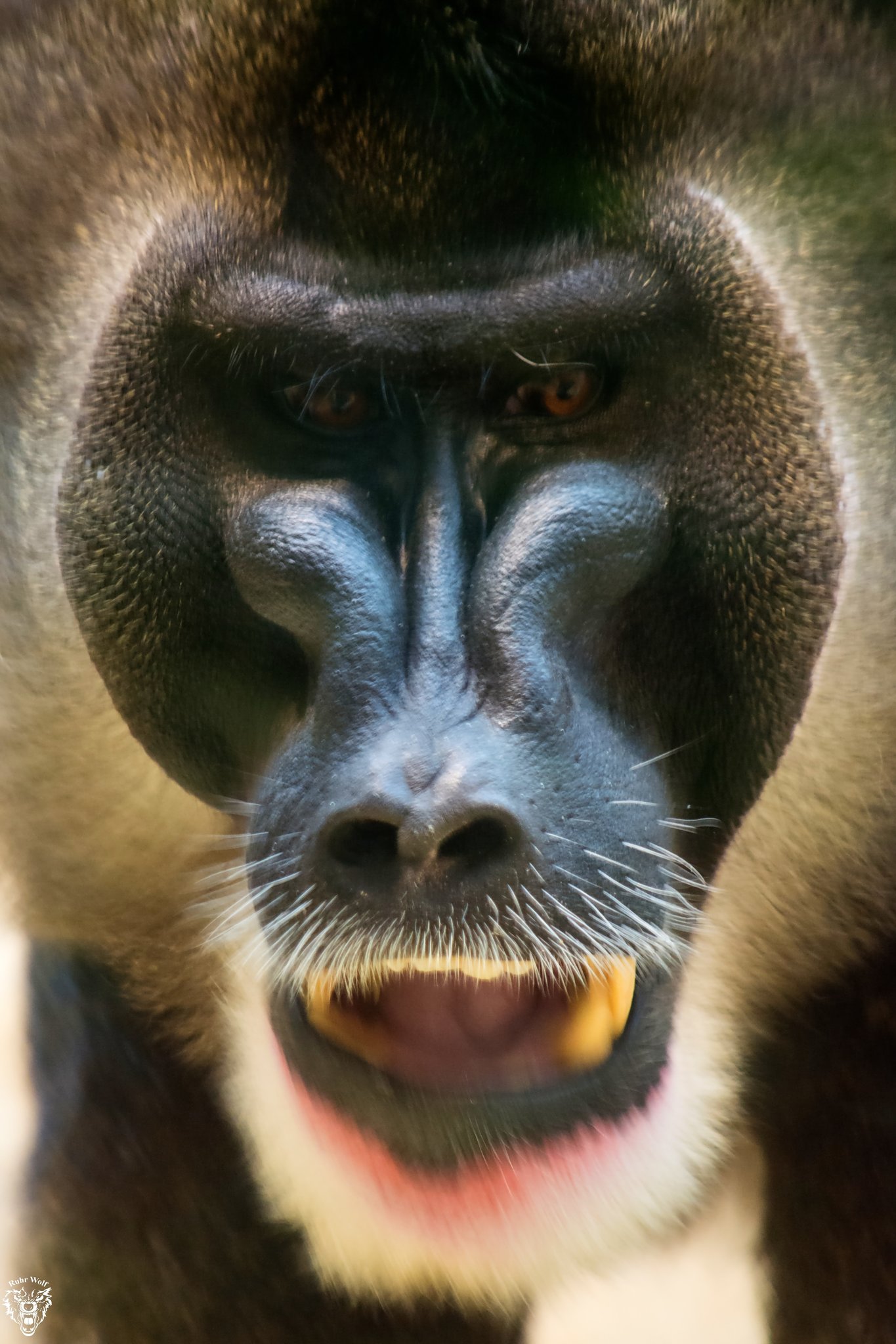Und die ganze Affenbande singt .... - Bochum