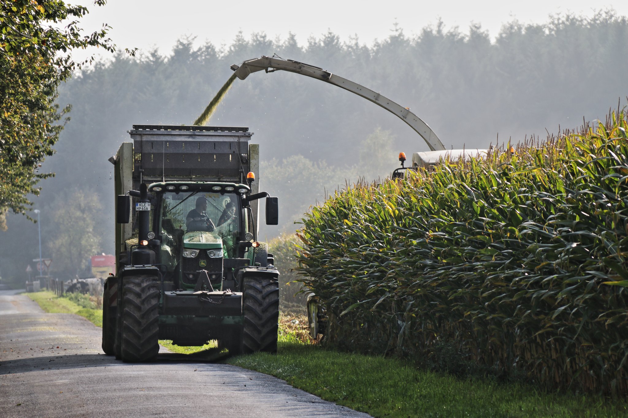 Mais Ernte in Farbe! - Kleve