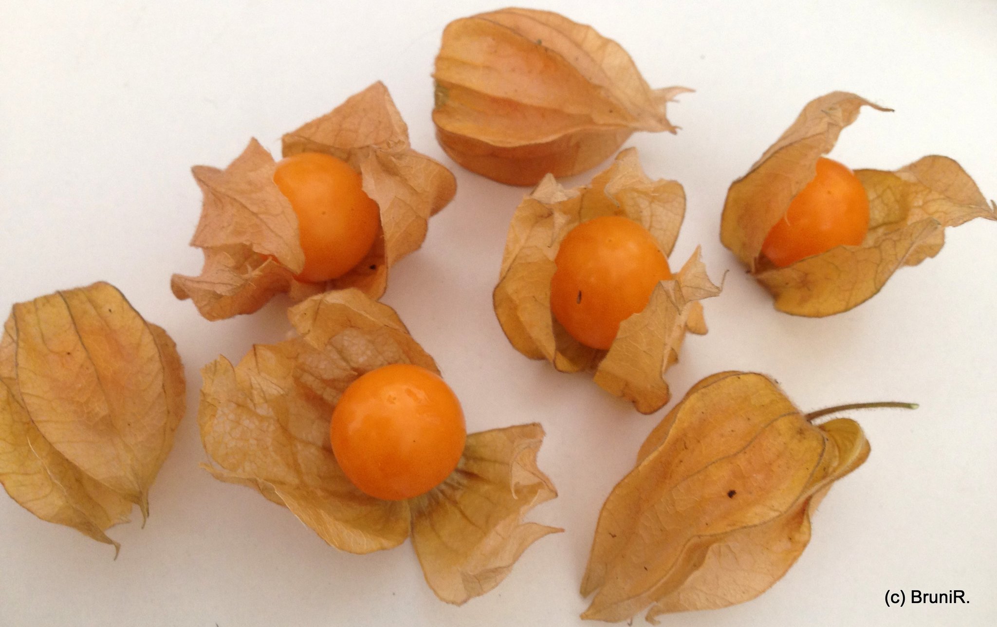 Die Physalis - Düsseldorf