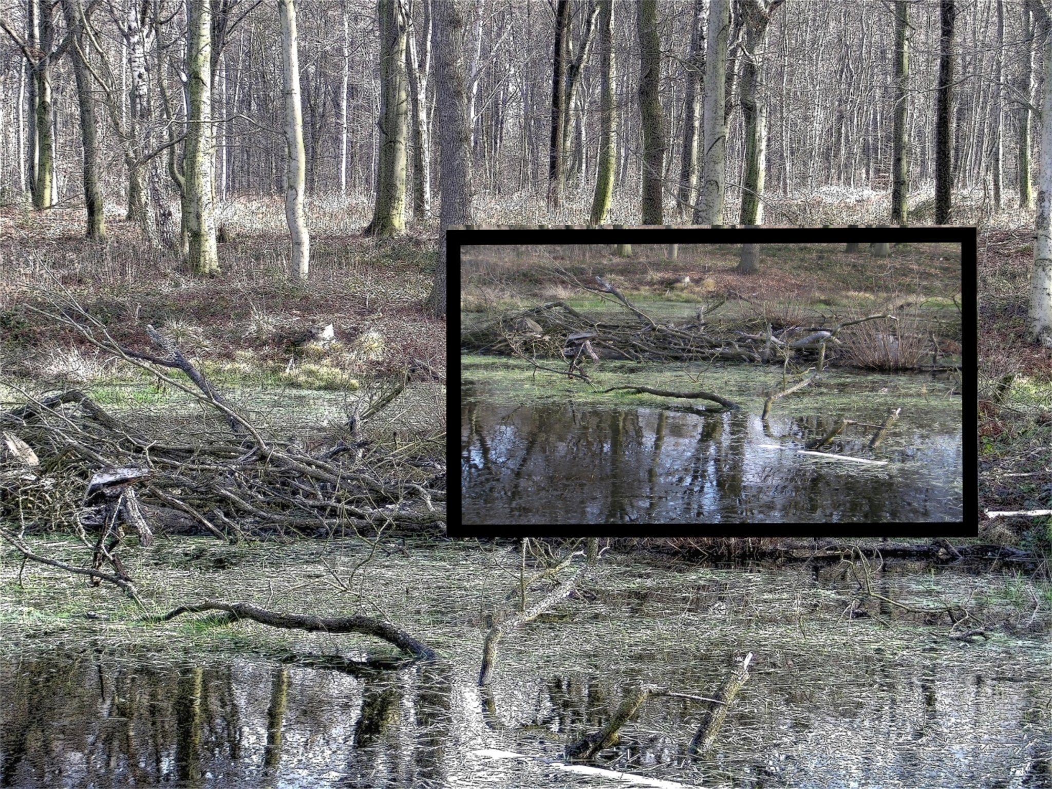 Der Sumpf des Lebens - Castrop-Rauxel