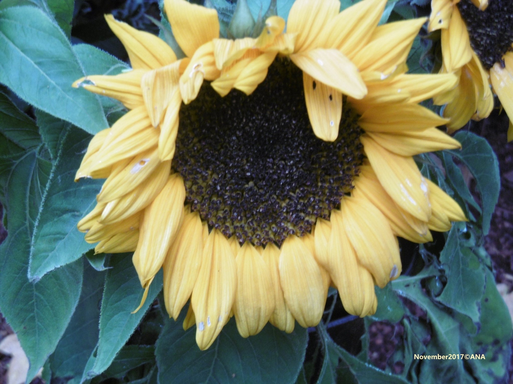 NOVEMBER-SUNFLOWER !?!?! - Essen-Ruhr
