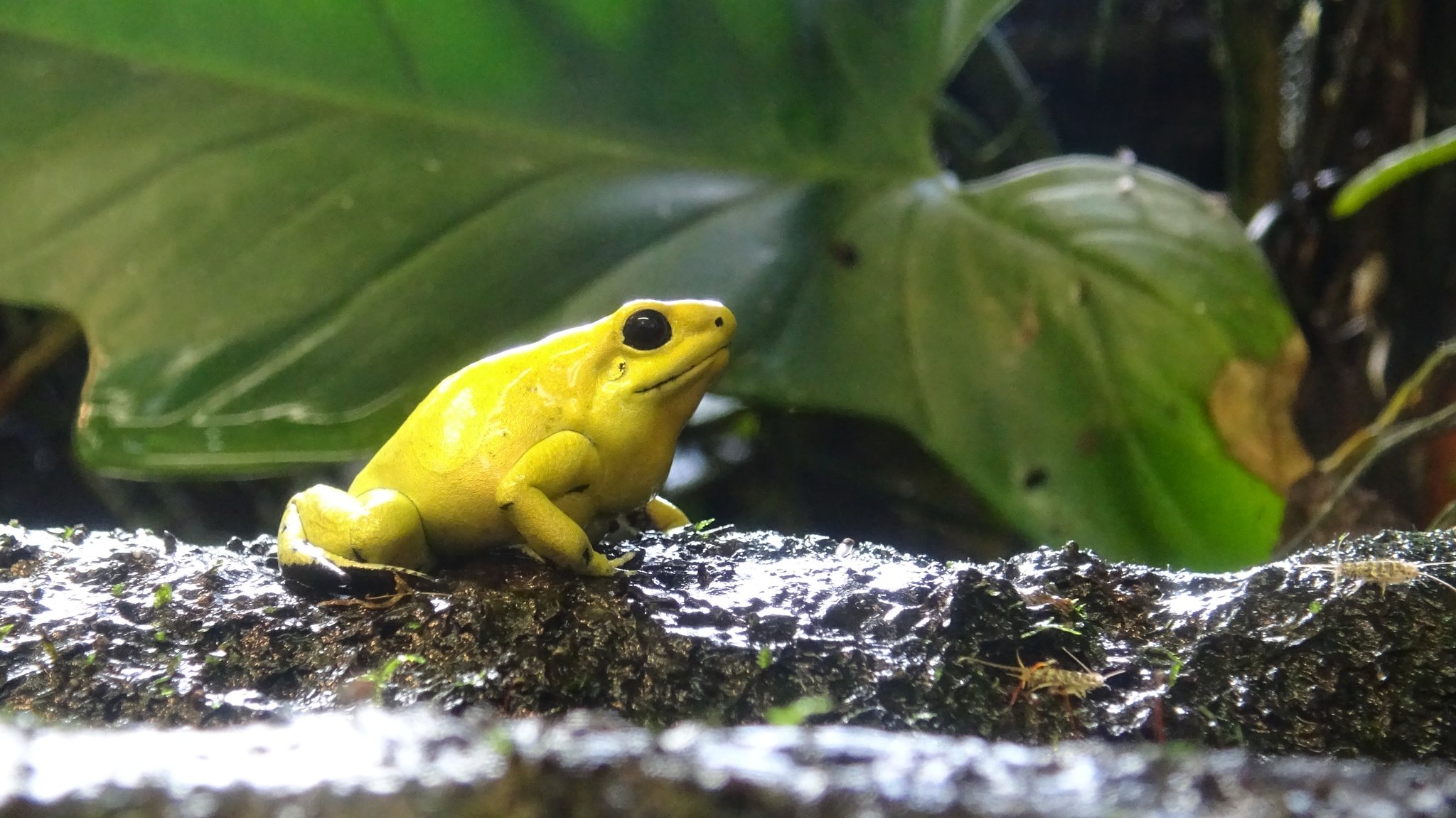 Just take five ... (Kurzvideo) - Hattingen