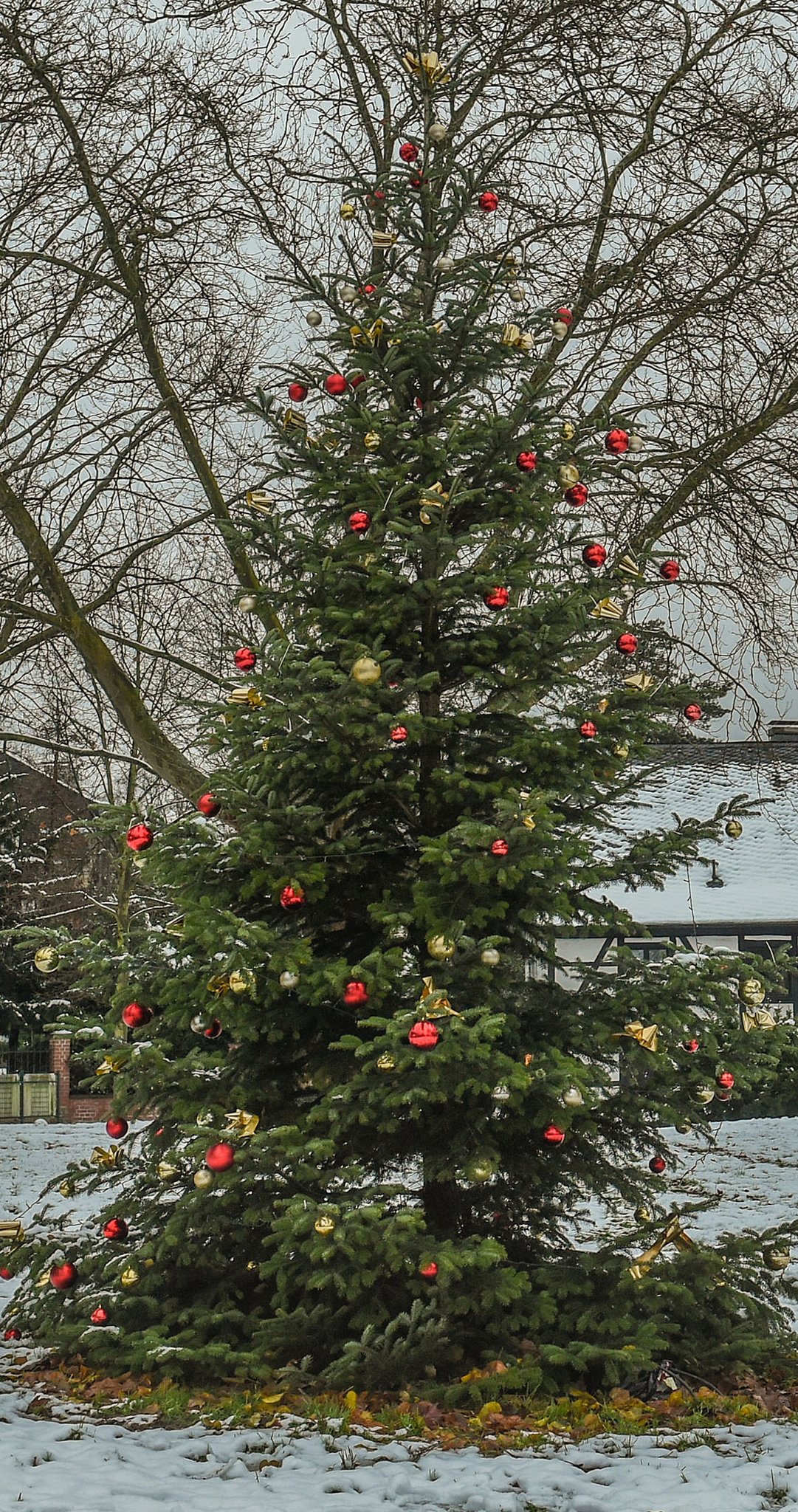 Neues Abholschema für Christbäume - Essen-Süd
