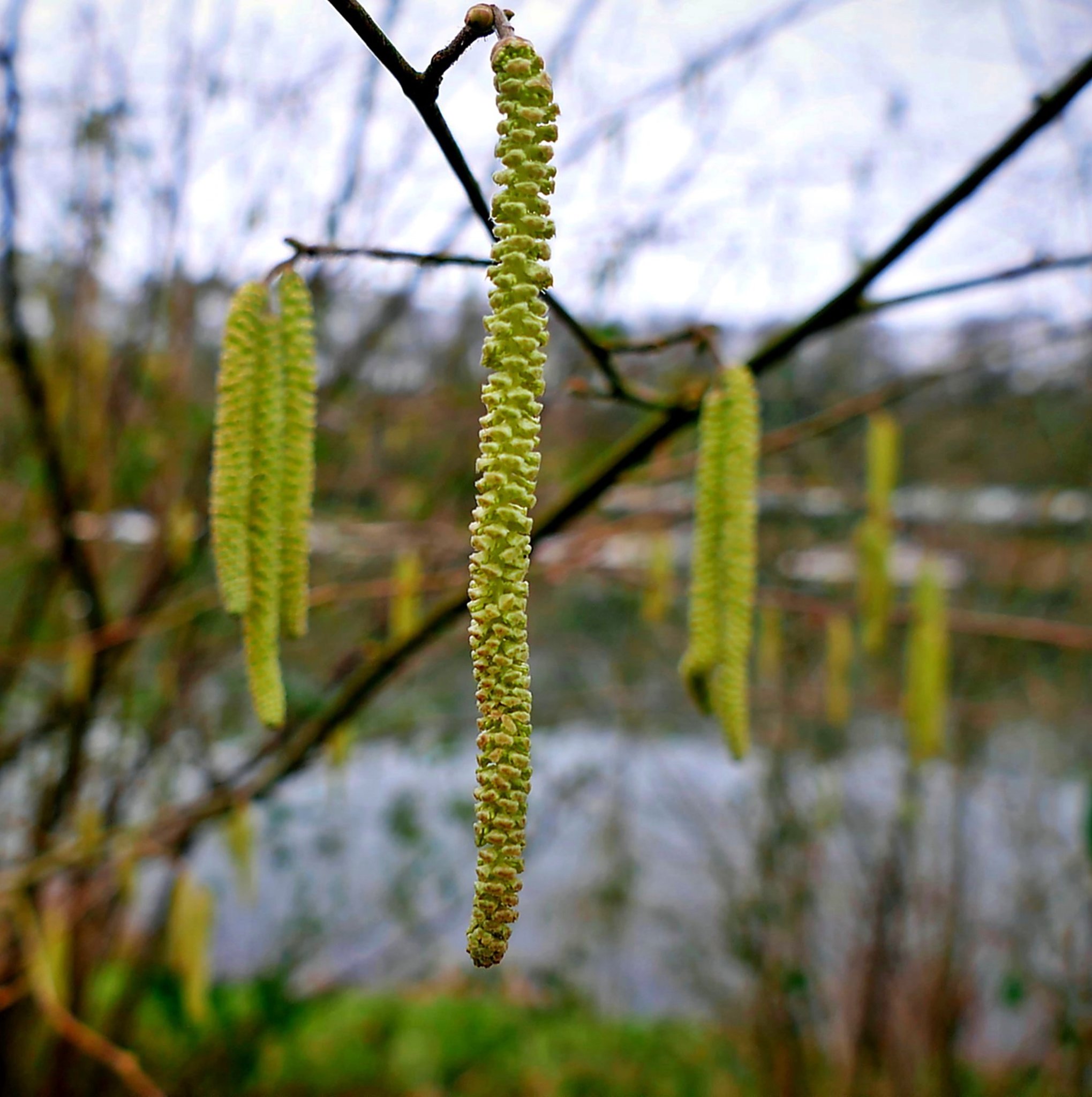 Haselnuss Busch - Pollen - Castrop-Rauxel
