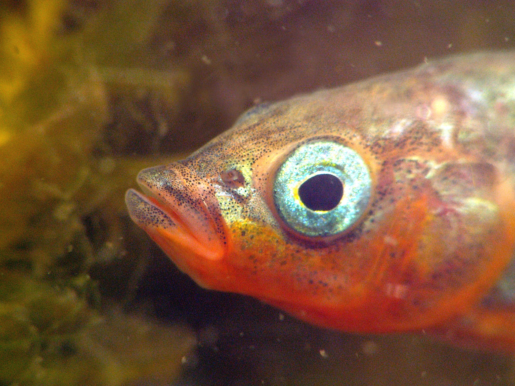 Gladbeck: Der Fisch, der im Bach Nester baut - Gladbeck