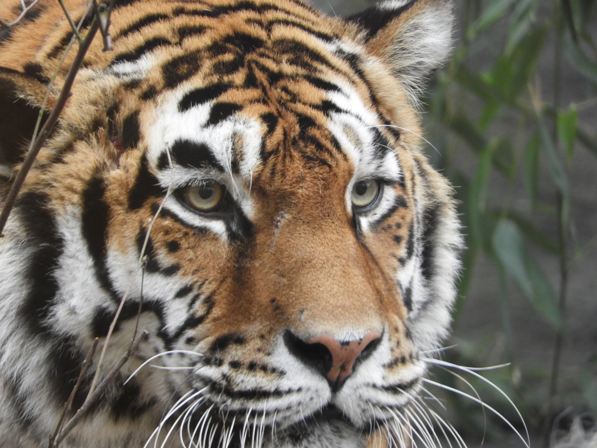 Tiger, schön und respekteinflößend - Arnsberg