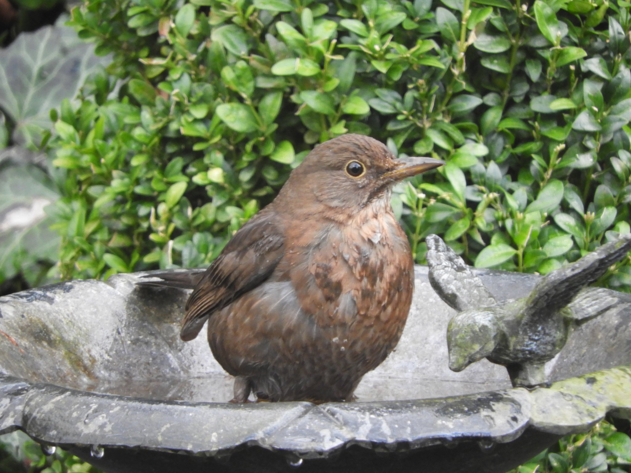 Amseln im März - Arnsberg