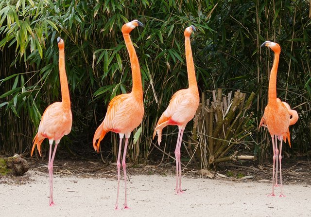 Wenn Flamingos Tango tanzen, - Essen-Süd
