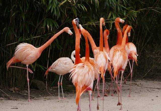 Wenn Flamingos Tango tanzen, - Essen-Süd