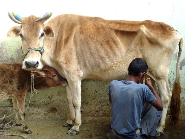 die heilige kuh in indien (4) - Düsseldorf
