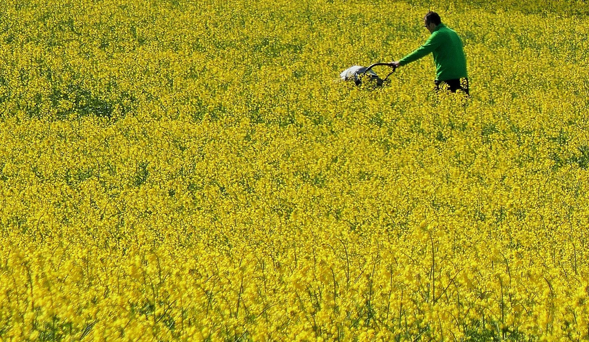 Jetzt ist die Hauptflugzeit der Rapspollen - Essen-Kettwig