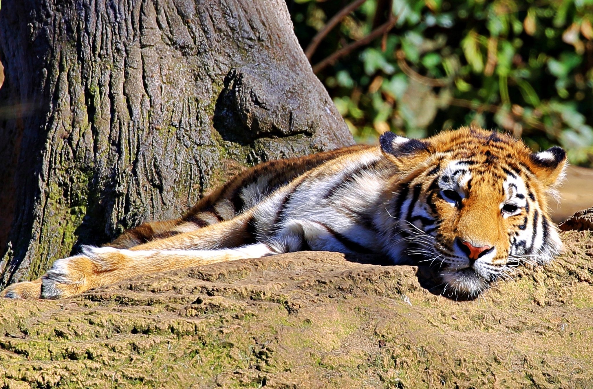 Bewegung ist das halbe Leben: Zwei Tiger - Castrop-Rauxel