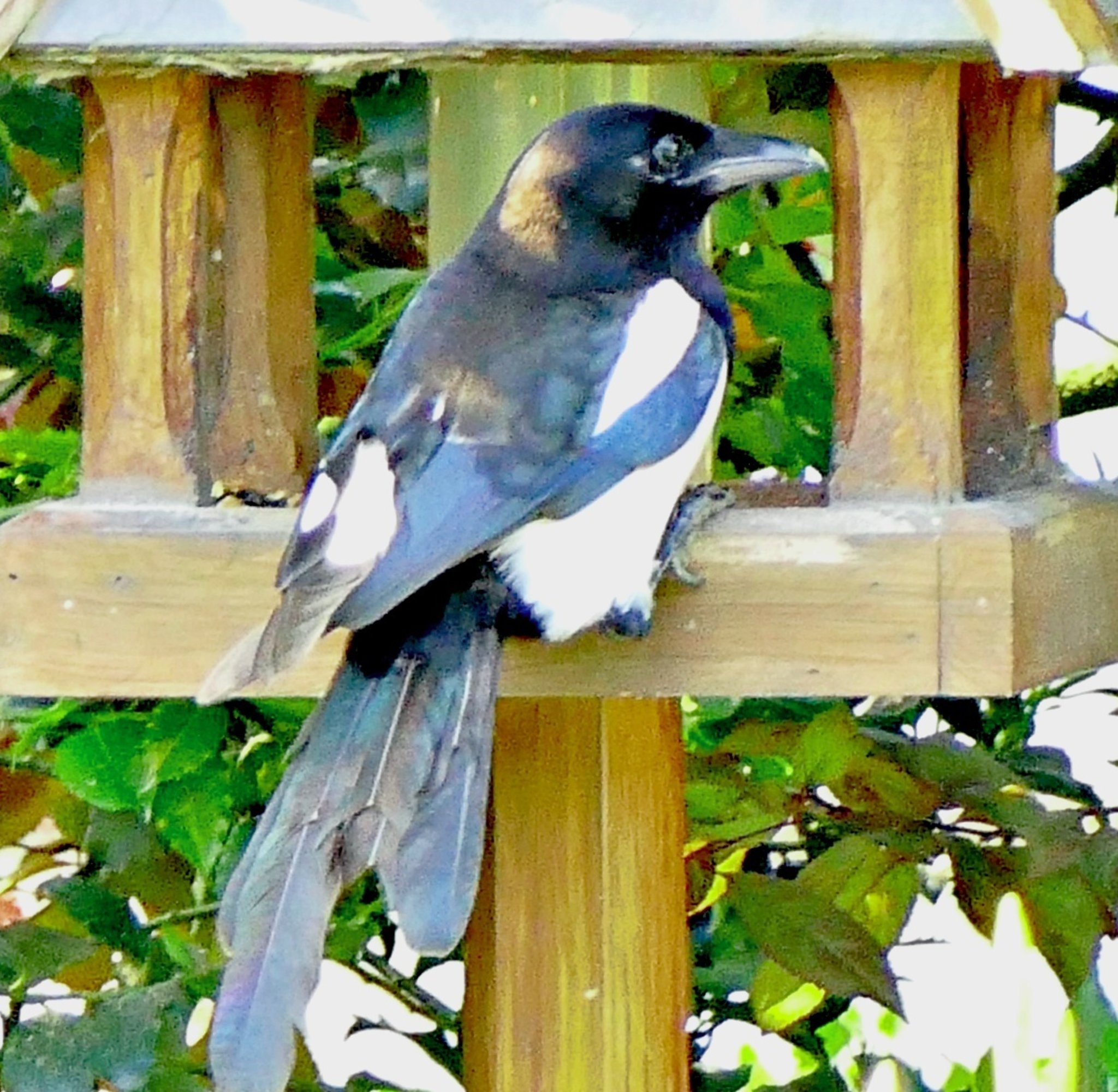 Elster im Futterhäuschen - Castrop-Rauxel