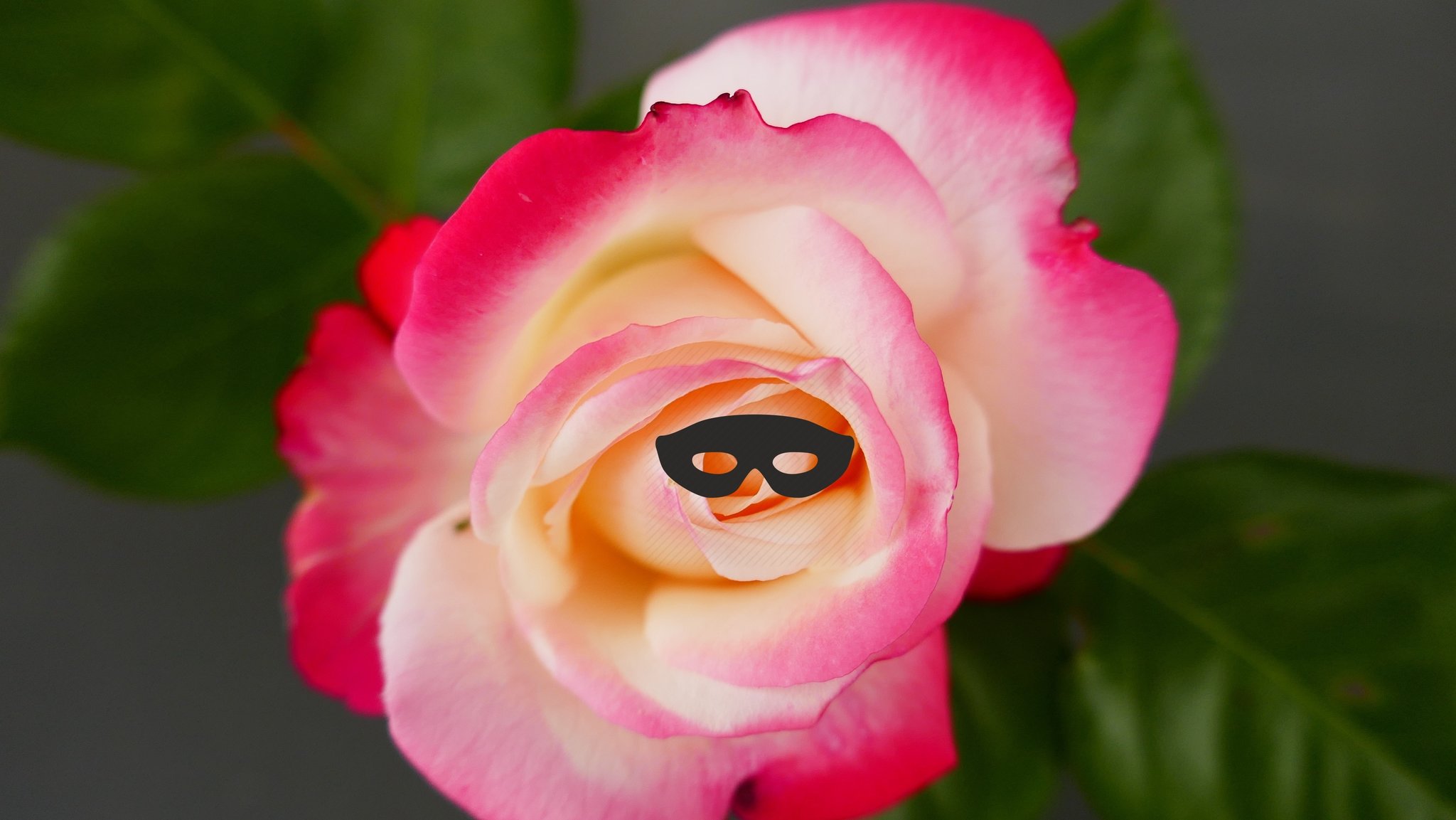 Unsere Rose "Nostalgie" - bitte Vollbild-Version nutzen - Essen-Ruhr