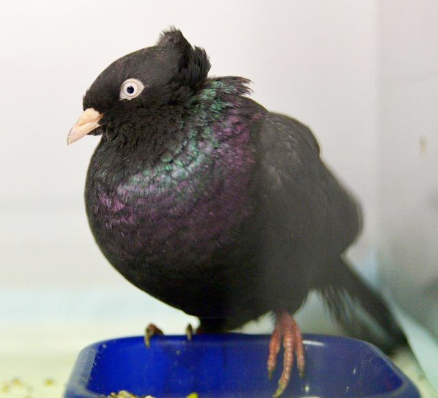 Fundtiere aus dem Essener Tierheim #300: Wer erkennt sein Tier wieder ...