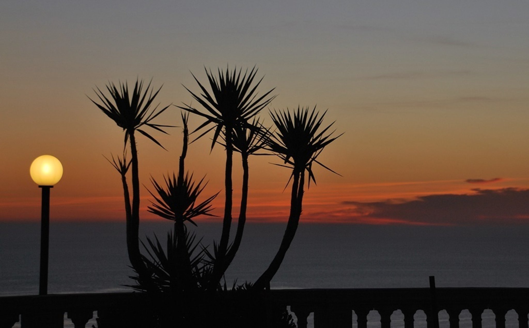 Foto der Woche: Sommer, Sonne, Palmen - Velbert