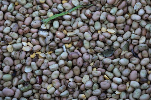 Ackerbohnen Ernte vor der Burg! - Kleve