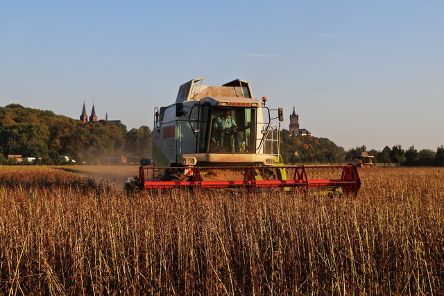 Ackerbohnen Ernte vor der Burg! - Kleve
