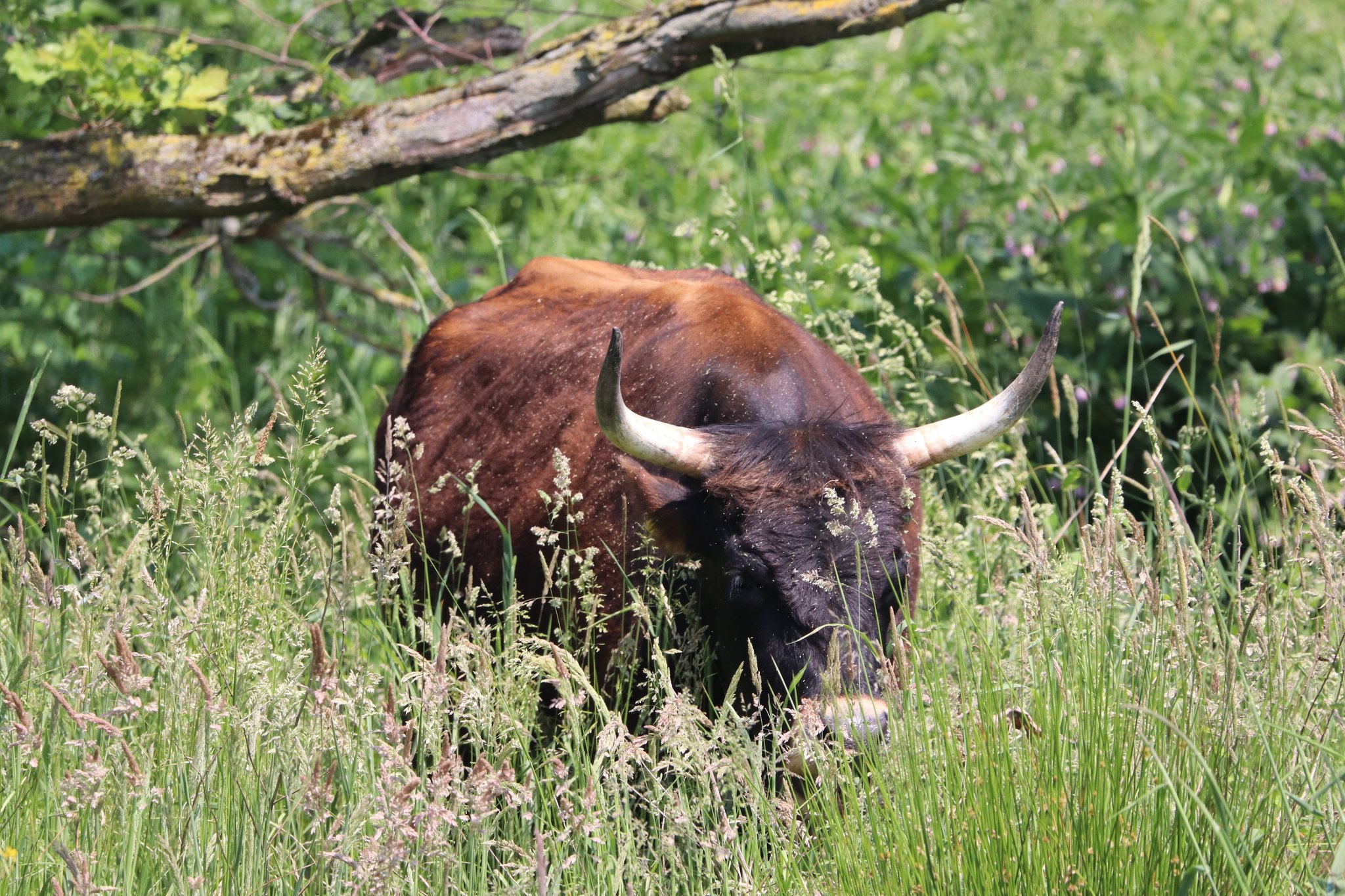 Die Heckrinder - Fröndenberg/Ruhr