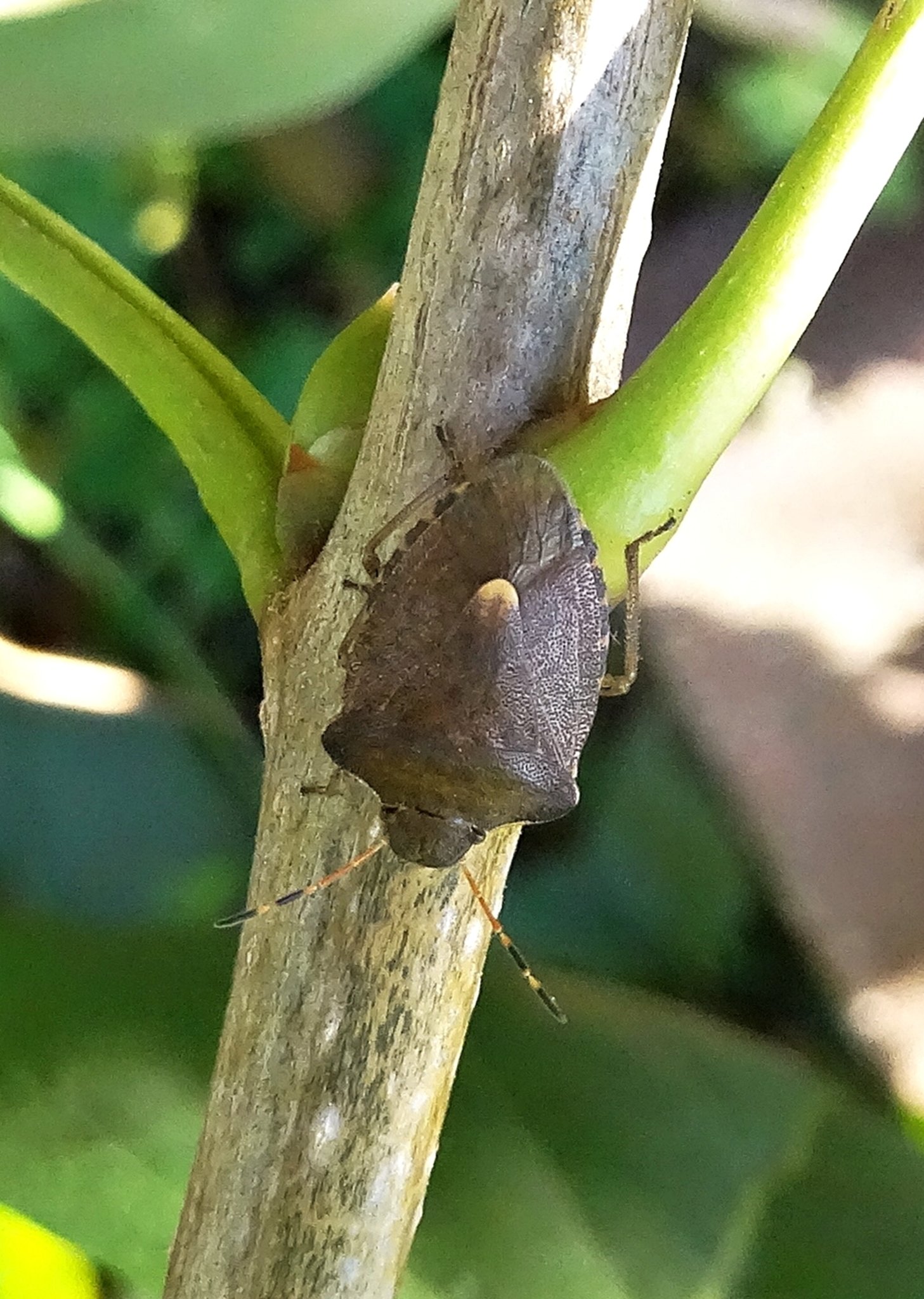 Baumwanze Peribalus strictus - Bedburg-Hau