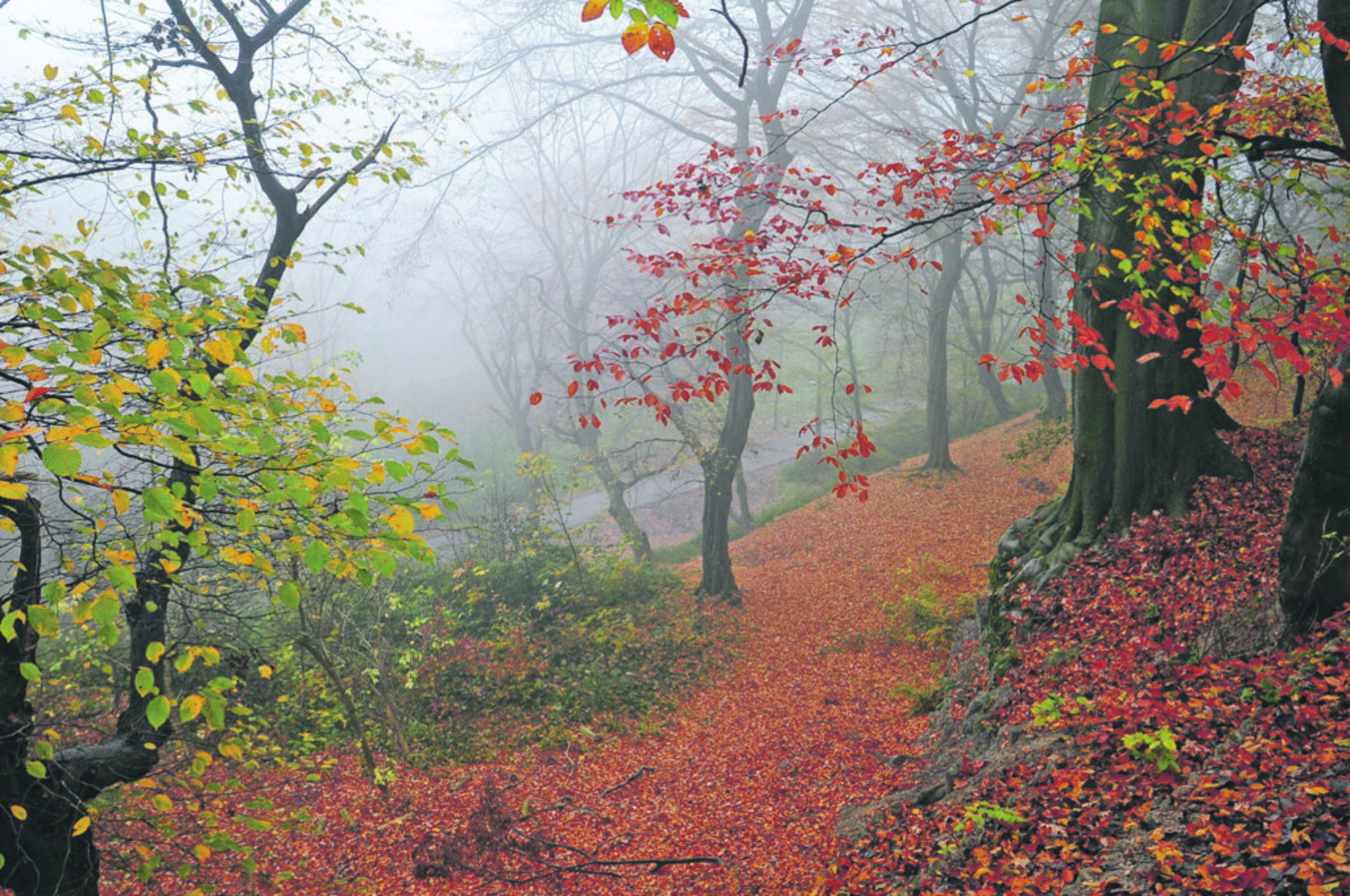 Heisinger Herbst-Wanderung - Essen-Ruhr