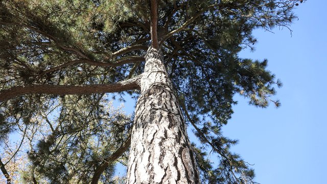 Pax Intrantibus - Friede den Eintretenden - Düsseldorf