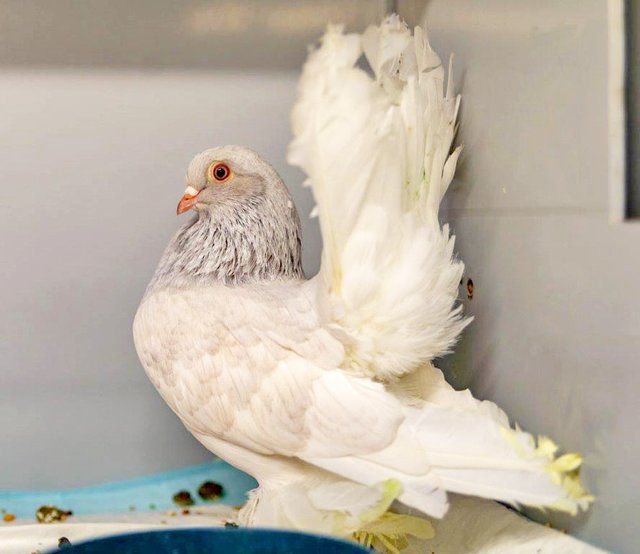 Fundtiere aus dem Essener Tierheim #321: Wer erkennt sein Tier wieder ...