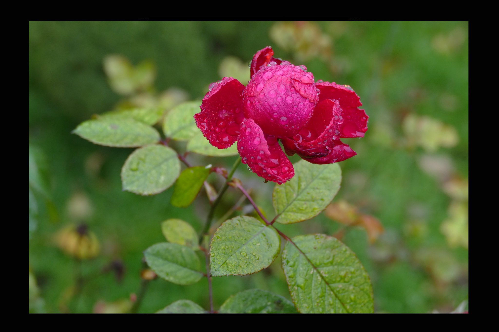 Die Rose Capricia im Dezember - Bedburg-Hau
