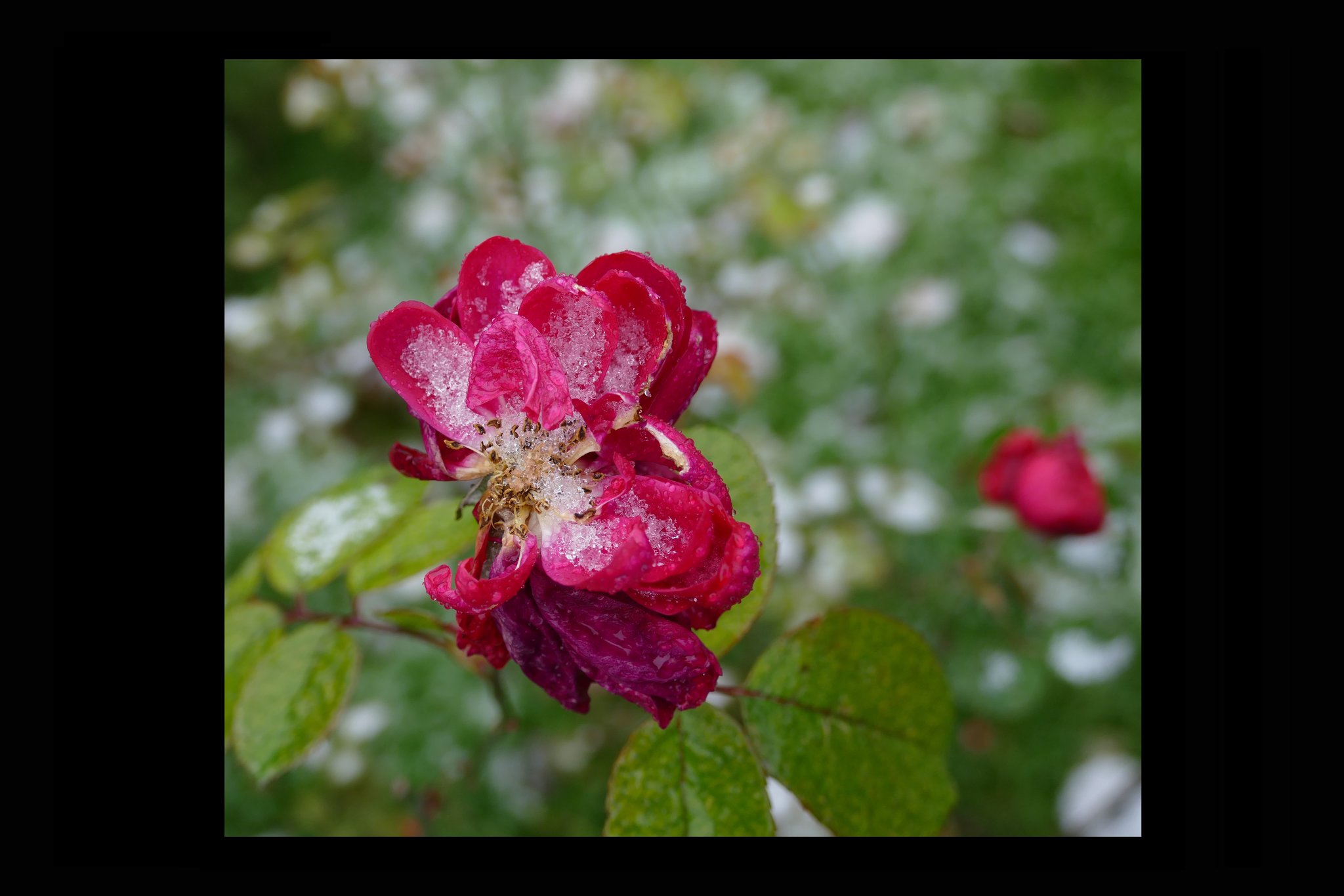 Rose Capricia im Schnee - Bedburg-Hau