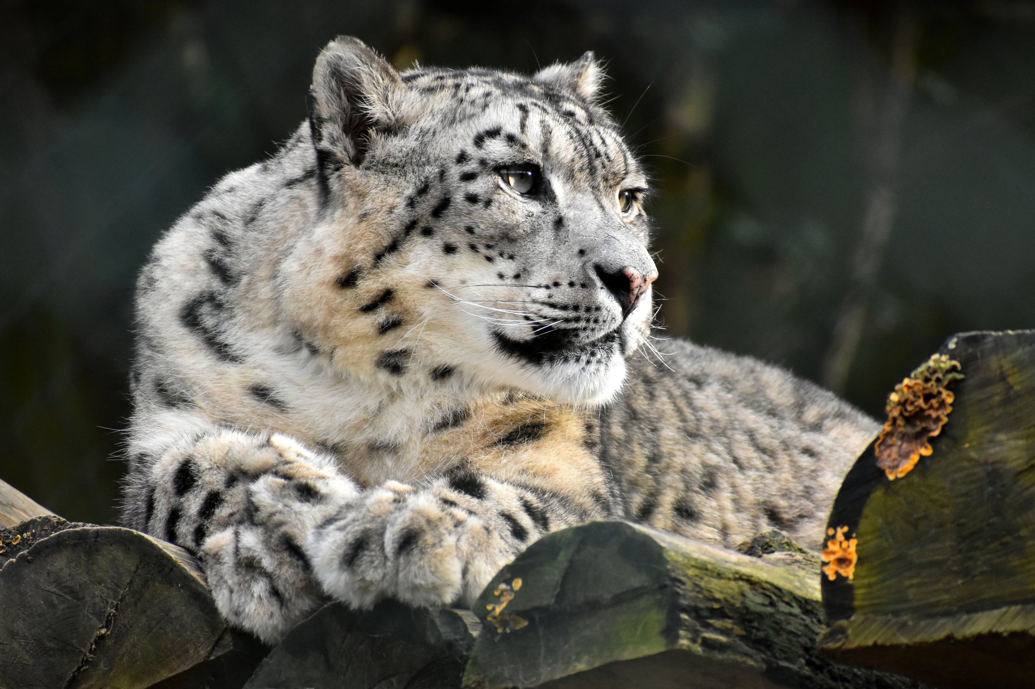 Tierportrait/Tierfotografie: Der Schneeleopard oder Irbis (Panthera ...