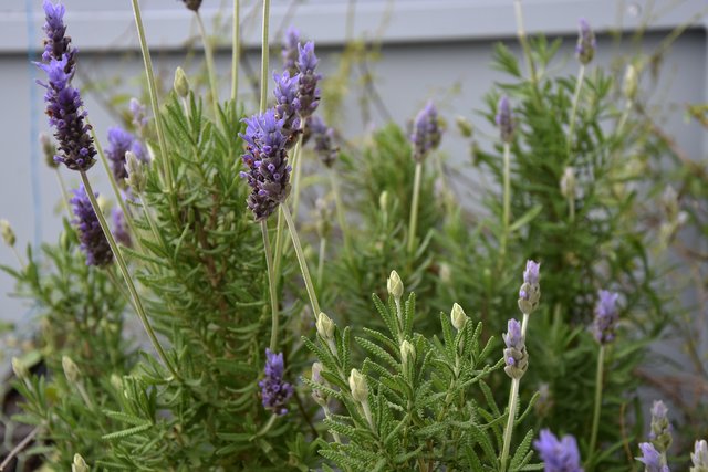 Es wird wieder durchgeblüht: Alle Jahre wieder treibt der milde Winter ...