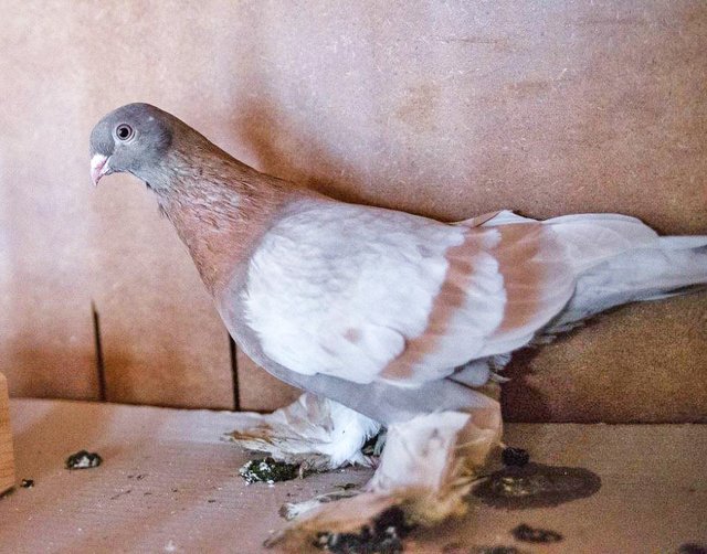 Fundtiere aus dem Essener Tierheim #337: Wer erkennt sein Tier wieder ...