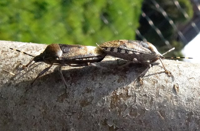 Die summende Graue Gartenwanze (Rhaphigaster nebulosa) - Bedburg-Hau