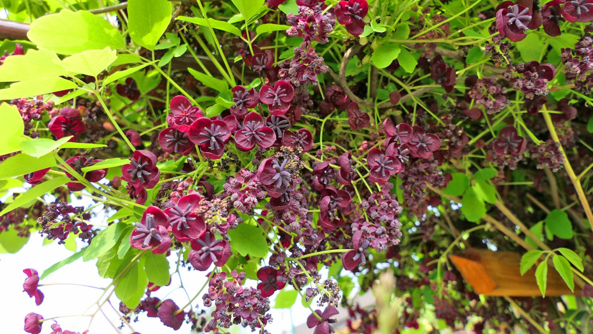 Akebie Kletterplanze: Akebie quinata - Duisburg