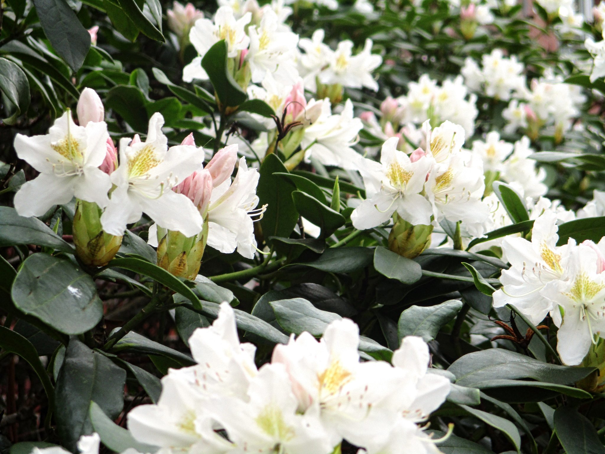 *Abschied von Professor Dr. Klaus Bußmann* - Hagen