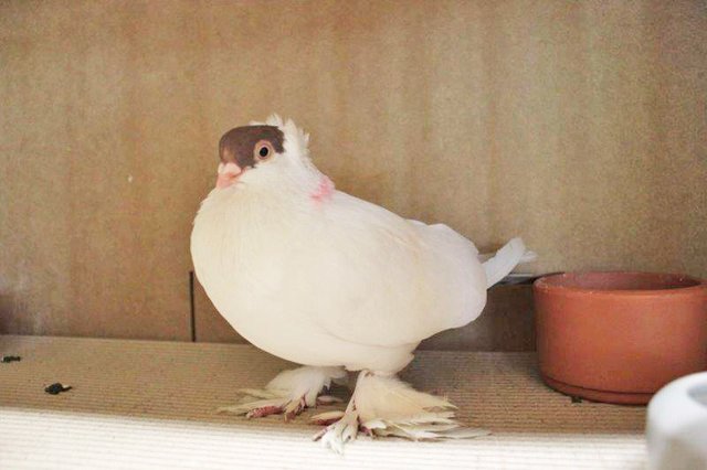 Fundtiere aus dem Essener Tierheim #350: Wer erkennt sein Tier wieder ...