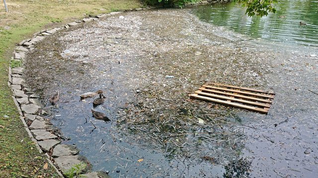 Dreck in Landskrone und Nördlicher Düssel gefährden Wasserqualität und ...
