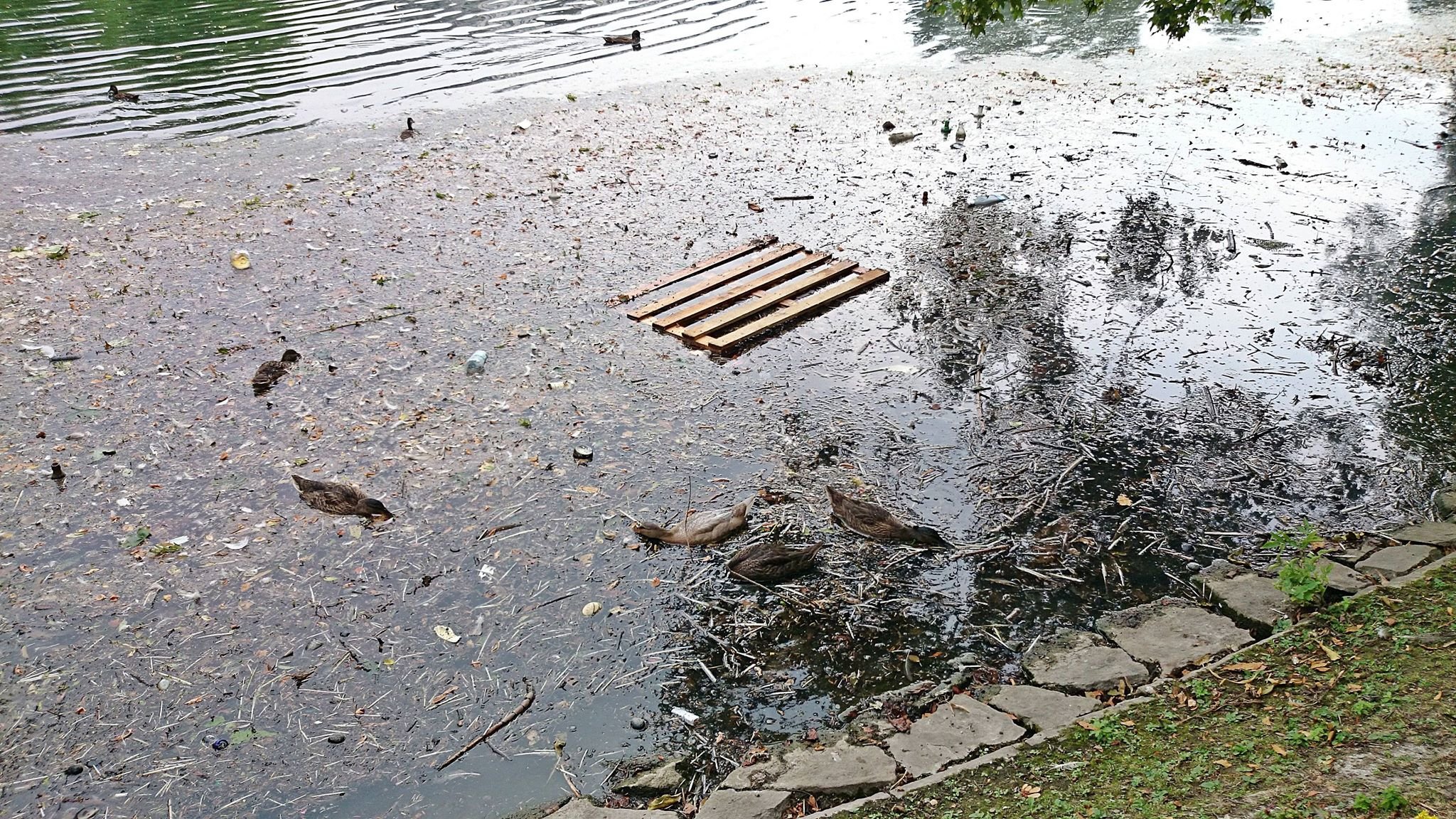 Dreck in Landskrone und Nördlicher Düssel gefährden Wasserqualität und ...