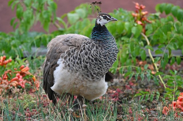 Herrenloser Pfau hält Wulfener auf Trab: Großes Weibchen in Gärten und ...
