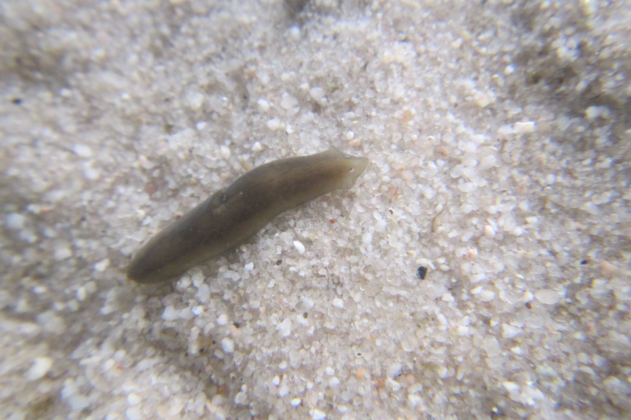 Hoffnung für Genetik-Forscher: Turbo-Wurm im Massener Bach - Unna