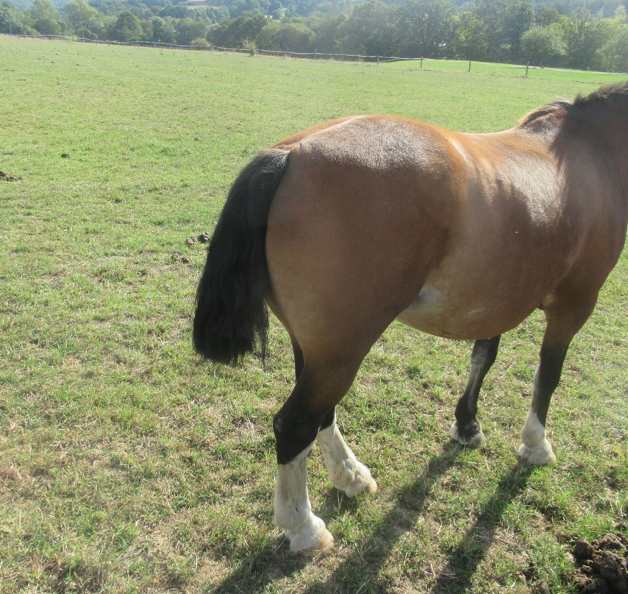 Tierquälerei in Menden: Pferd der Schweif halb abgeschnitten - Menden (Sauerland)
