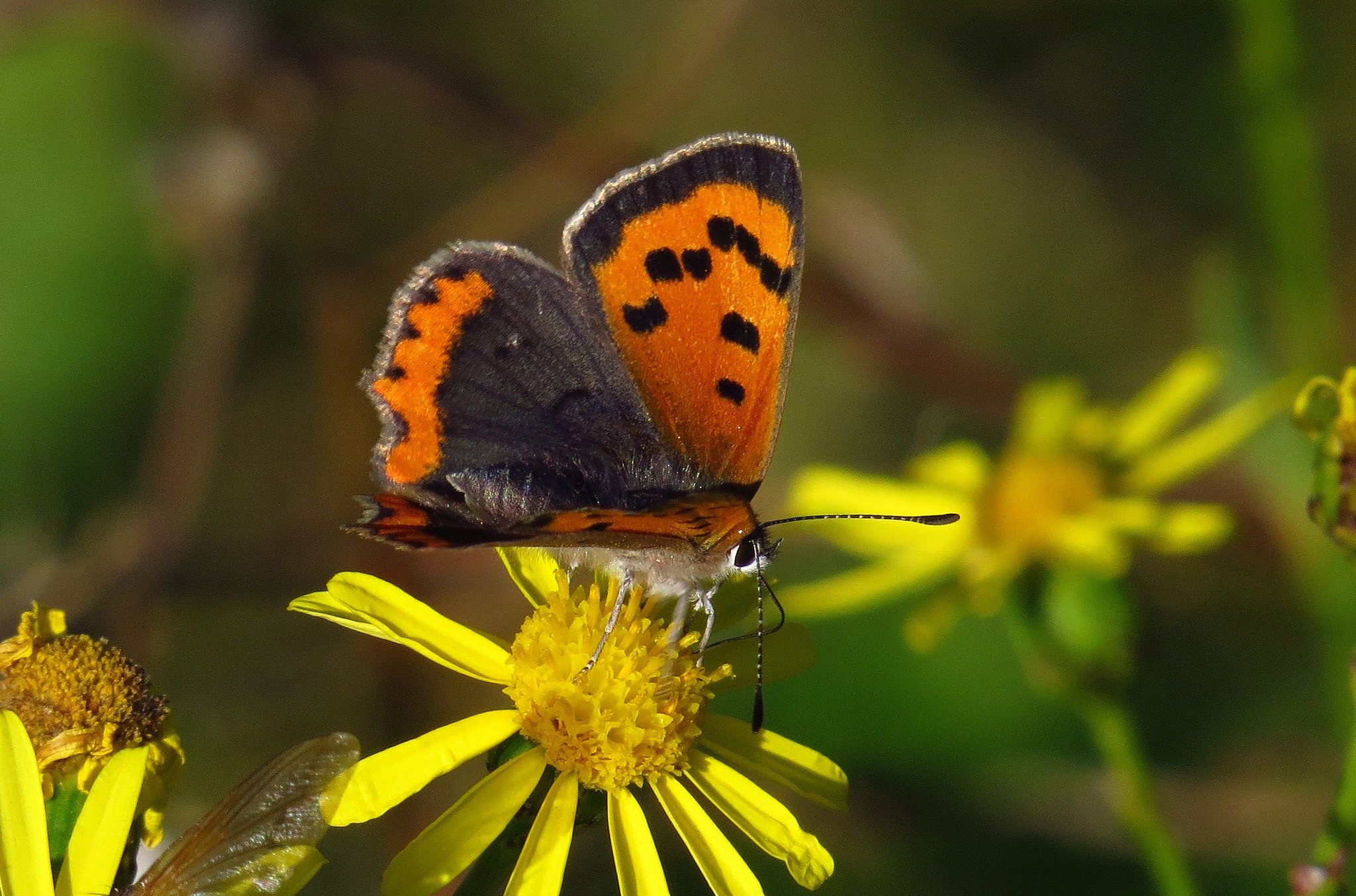 Kleiner Feuerfalter, Lycaena phlaeas im Arnsberger Wald: Feuerfalter im ...